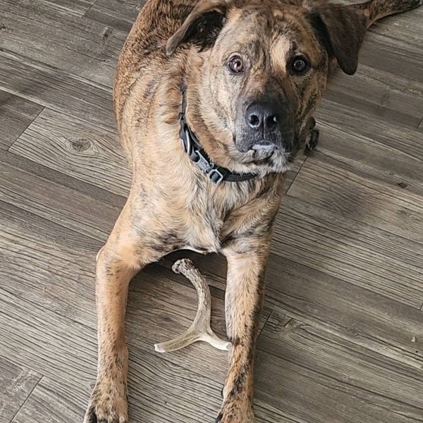 2 Pack Deer Antler. Whole Deer Antler. Craft Grade. Grade A Antlers ...