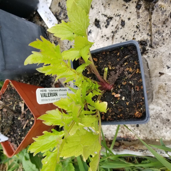 Organic Valerian Plant (valeriana Officinalis) in 2.5-inch Pot by Smoke ...