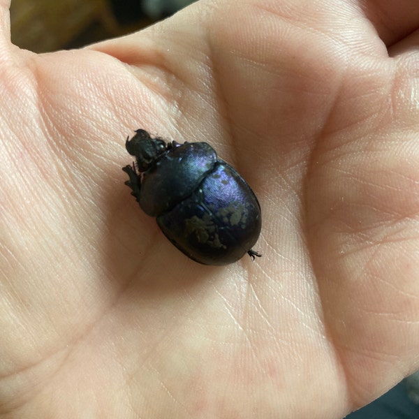 Enoplotrupes Sharpi FEMALE Purple Scarab Beetle Thailand - Etsy