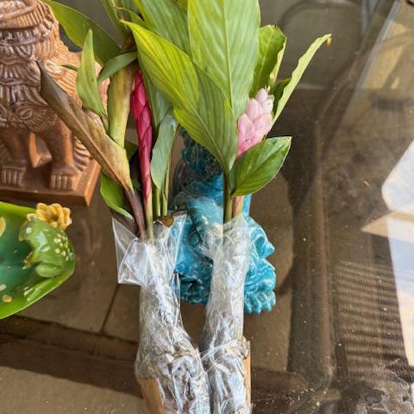 10x Seeds Giant Passionfruit Giant Granadilla, Rare, Exotic, Delicious ...