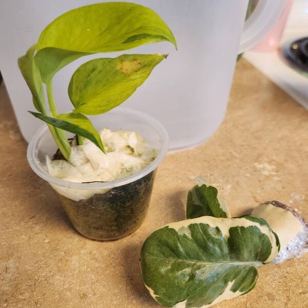 Teruno Carnival Pothos - RARE Japanese Pothos - Terunoworld Series #6 ...