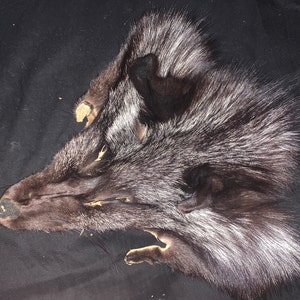 Mummified Scorpion Shadow Box - Etsy