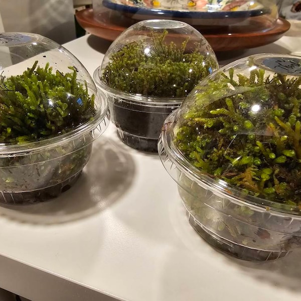 Silver Moss ~ Silvery Bryum - Etsy