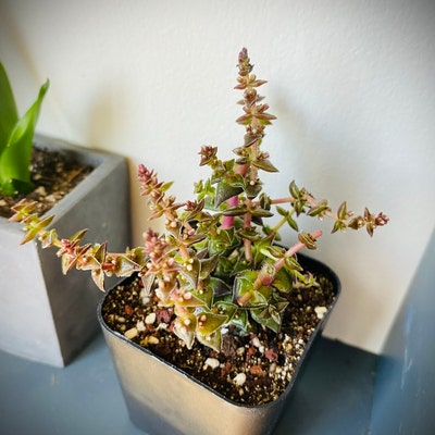 RARE Crassula Tabularis Pagoda Village Succulent Plant - Etsy