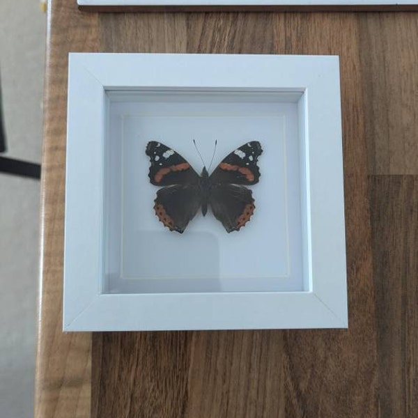 Ghost Cicada ayuthia Spectabilis Unframed Specimen. A1 Quality. Cicada ...
