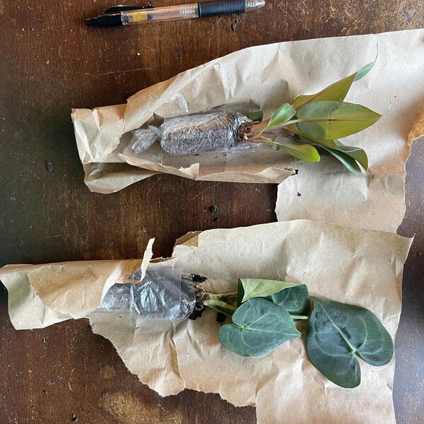 Philodendron Royal Queen Starter Plant ALL STARTER PLANTS Require You ...