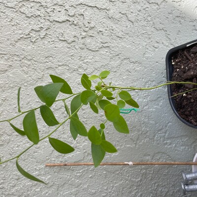 Jewel Blueberry Bush Jewel Southern Highbush Blueberry Live Blueberry ...