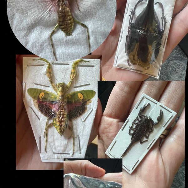 Assorted Bugs Insects Specimen Wholesale Mix Lot Bulk - Etsy UK