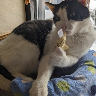 King of the Hill Svg Bundle, 9 Image Svg Bundle, Bobby Hill Svg, Hank ...