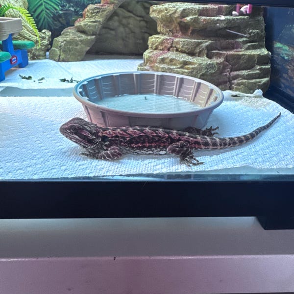 Kiddie Pool Remake 3D Printed Reptile/small Pet Sandbox/food Bowl ...
