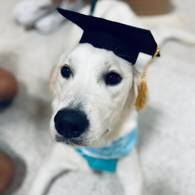 Dog Graduation Cap / Graduation Hat Costume - Etsy