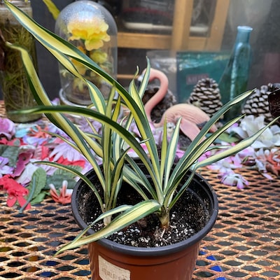 Flowerpotnursery Variegated Yellow Yucca Yucca Filamentosa Color Guard ...