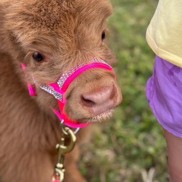 Miniature Cow Halter, Jersey, Highland, Dexter, Glitter, Diamonds ...