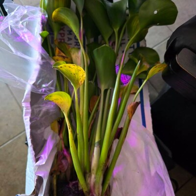 5 Fresh Cutting Vines No Root Puerto Rico Sweet Potatoes Strong to Grow ...