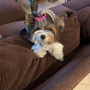 Dog Bows 50 Dog Grooming Bows That Are All Puppy Paw Prints Yorkie ...