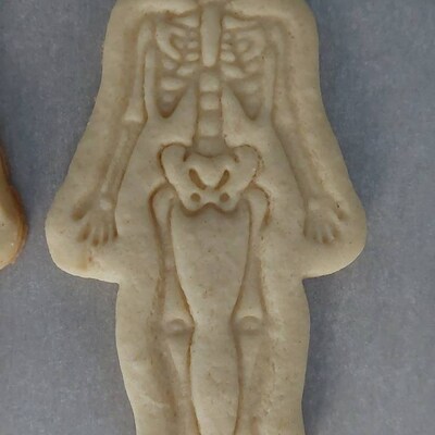 Human Skeleton Medicine Body X Ray Bones Muscles Structures Radiation ...