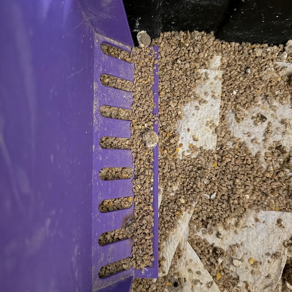 Poultry Feeder Chicks or Adult Low Mess Feeder Quail of All Types ...