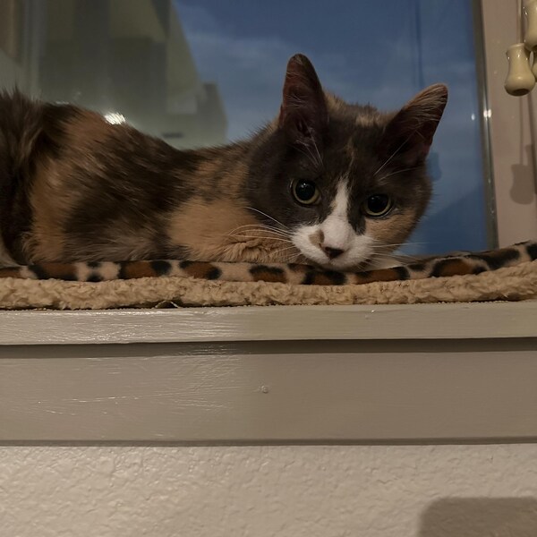 Window Sill Cat Pad/ 6 Sill Pad - Etsy