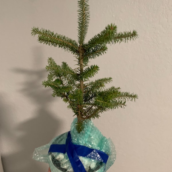 Weeping Corkscrew Willow Sapling in Nursery Pot. Live Rooted Salix ...