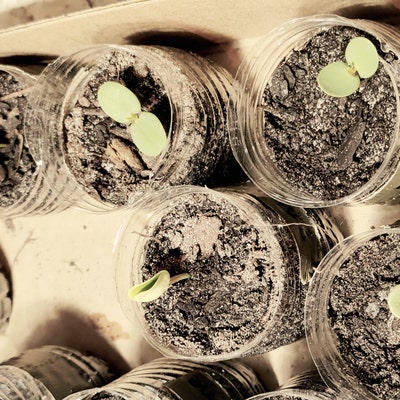 Special Screwbean Mesquite 10 Seeds Xeriscape Drought Resistant Desert ...