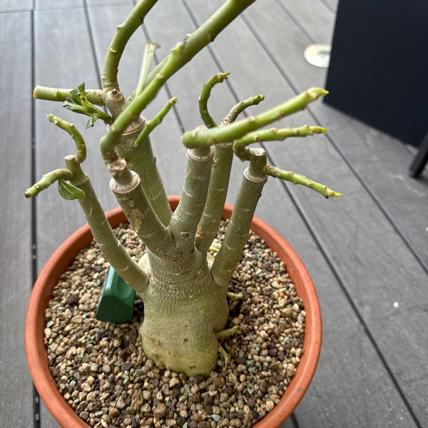 Adenium Desert ROSE 5 Colours in One GRAFTED PLANT in Pot 8 Inches - Etsy