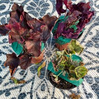 Clearance 20 Ixia Blue Bird Flower Bulbs From Easy to Grow - Etsy