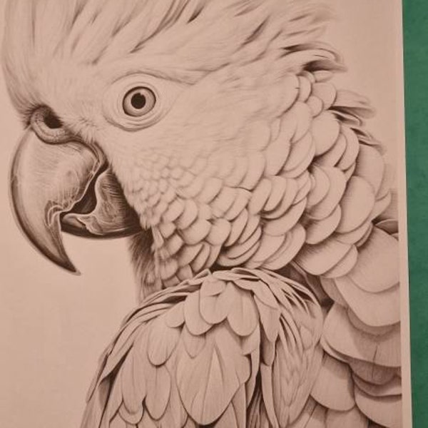 30 Big Cats Coloring Page Book - Adults + Kids - Instant Download ...