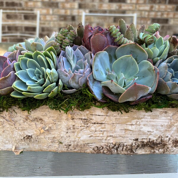 Colorful Living Succulents in a Falling Leaf Pot, Autumn Decor, Fall ...