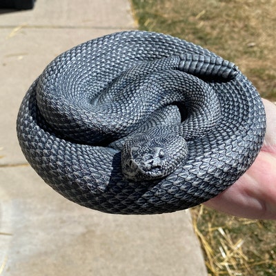 Rattlesnake Concrete Statue Home or Garden Decor, Cement Statue, Lawn ...
