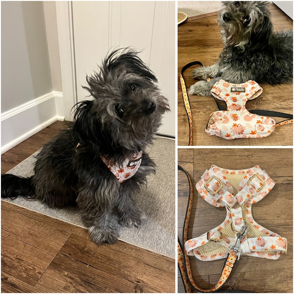 Pumpkin Patch Boho Dog Harness, Cute Fall Dog Accessory, Girl Dog ...