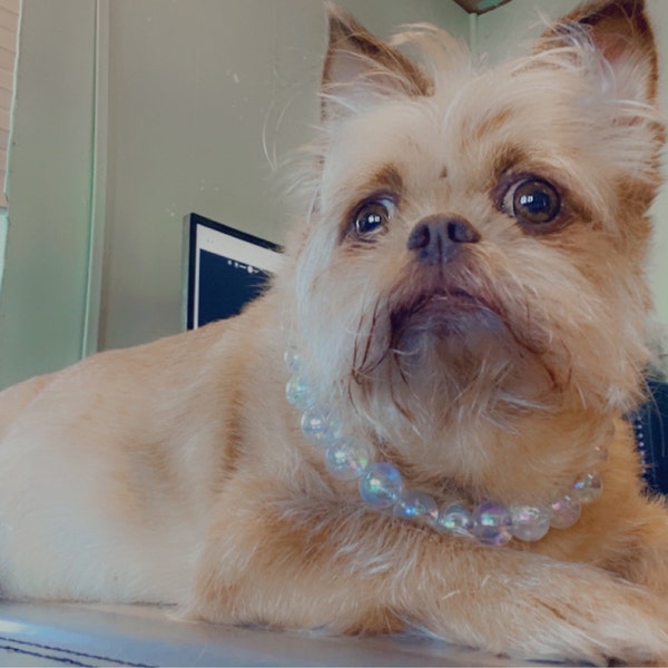 Customized "peppermint Patty" Pet Necklace - Etsy