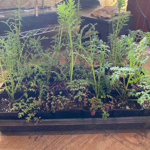 50 Ruby Silk Eragrostis / Love Grass / Ornamential / Thrives - Etsy