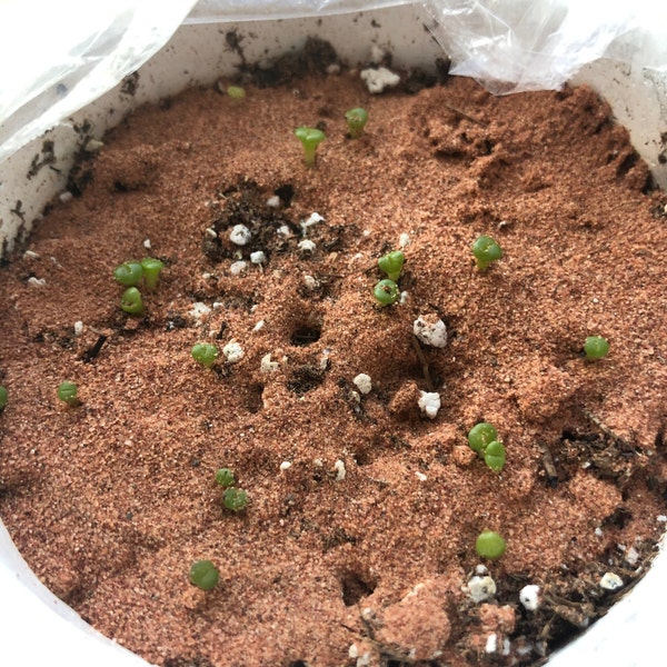 20 Seeds Lithops Aucampiae Mix / Freshly Harvest 20 Premium Quality ...