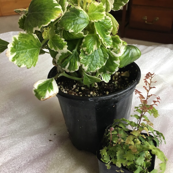 Plectranthus Coleoides Variegata ( Variegated Swedish Ivy) - Etsy