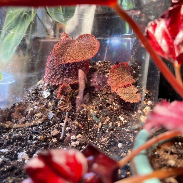 Begonia Baik, From Southeast Asia, for Terrarium Only. 2" Potted Plant ...