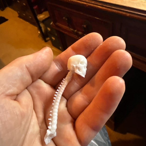 Human Guts - Intestines and Stomach for 1:12 Scale Dioramas, Horror ...
