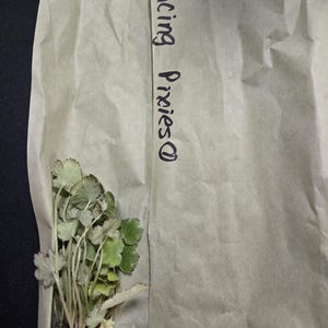 Chester Fern Starter Plant ALL STARTER PLANTS Require You to Purchase 2 ...