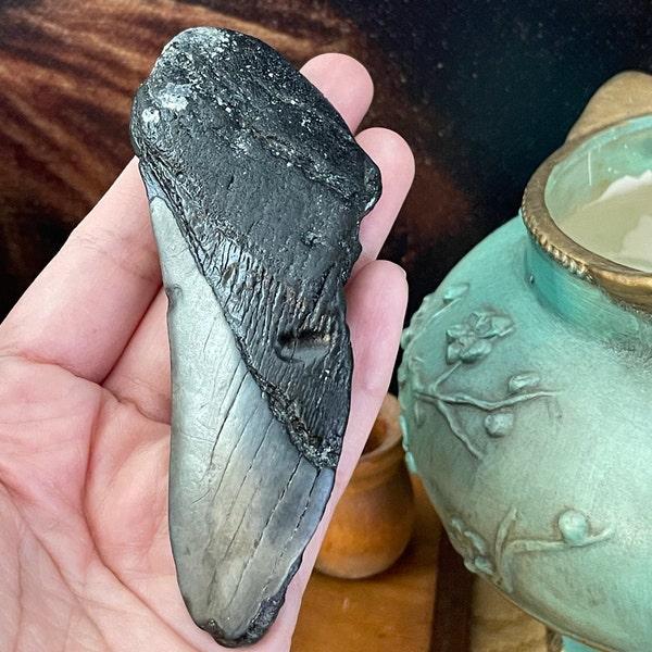 Broken Megalodon Shark Tooth - Etsy