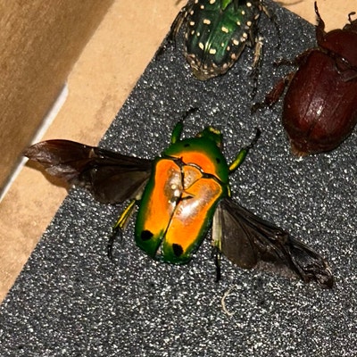 Ghost Cicada ayuthia Spectabilis Unframed Specimen. A1 Quality. Cicada ...