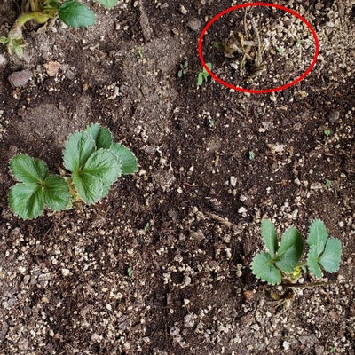 5 Heritage Everbearing Red Raspberry Plants 5 Large 1 Year - Etsy