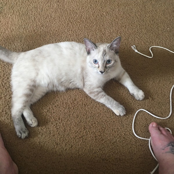 TNR Cat Tee Shirt| Trap Neuter Return | Grey Slim Fit Size M Ladies ...