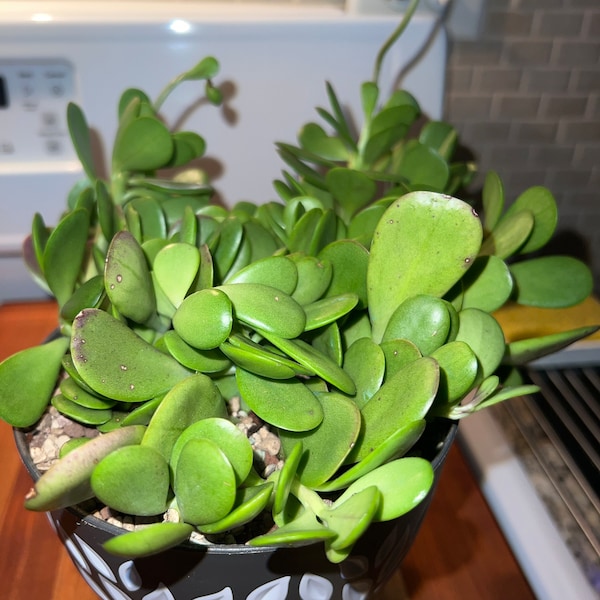 Trailing Jade - Etsy