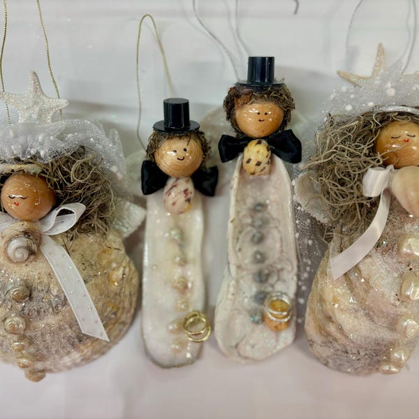 Sunray Venus Clam Shell, Callista Erycina Clam Shell ( 2.25 - 3") | 4 ...