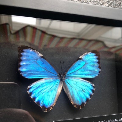 Framed Blue Morpho Portis Butterfly With Black Background - Etsy