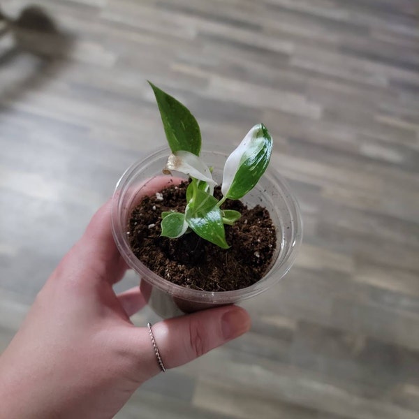 Medinilla Scortechinii Starter Plant ALL STARTER PLANTS Require You to ...