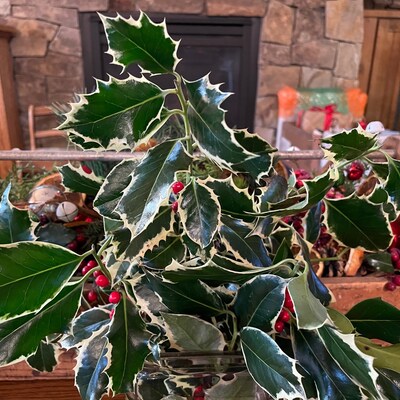 Fresh Evergreen & Holly Swag - Etsy