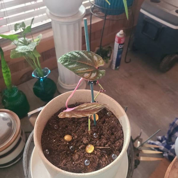 Alocasia Pink Princess Starter Plant ALL STARTER PLANTS Require You to ...