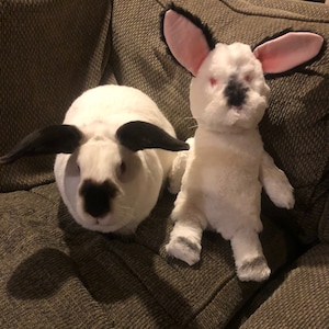 Custom Stuffed Animal, Stuffed Animal Pet, Pet Replica, Pet Portrait ...