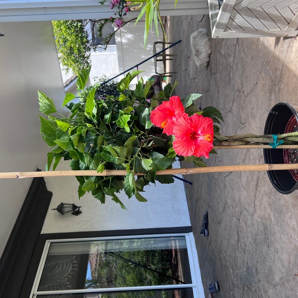 Red Braided Hibiscus Tree Plant - Flowering Tree Plant Live - Overall ...