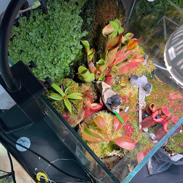 High Quality Sheet Moss/brocade Moss (hypnum Imponens ) WASHED, No Bugs ...